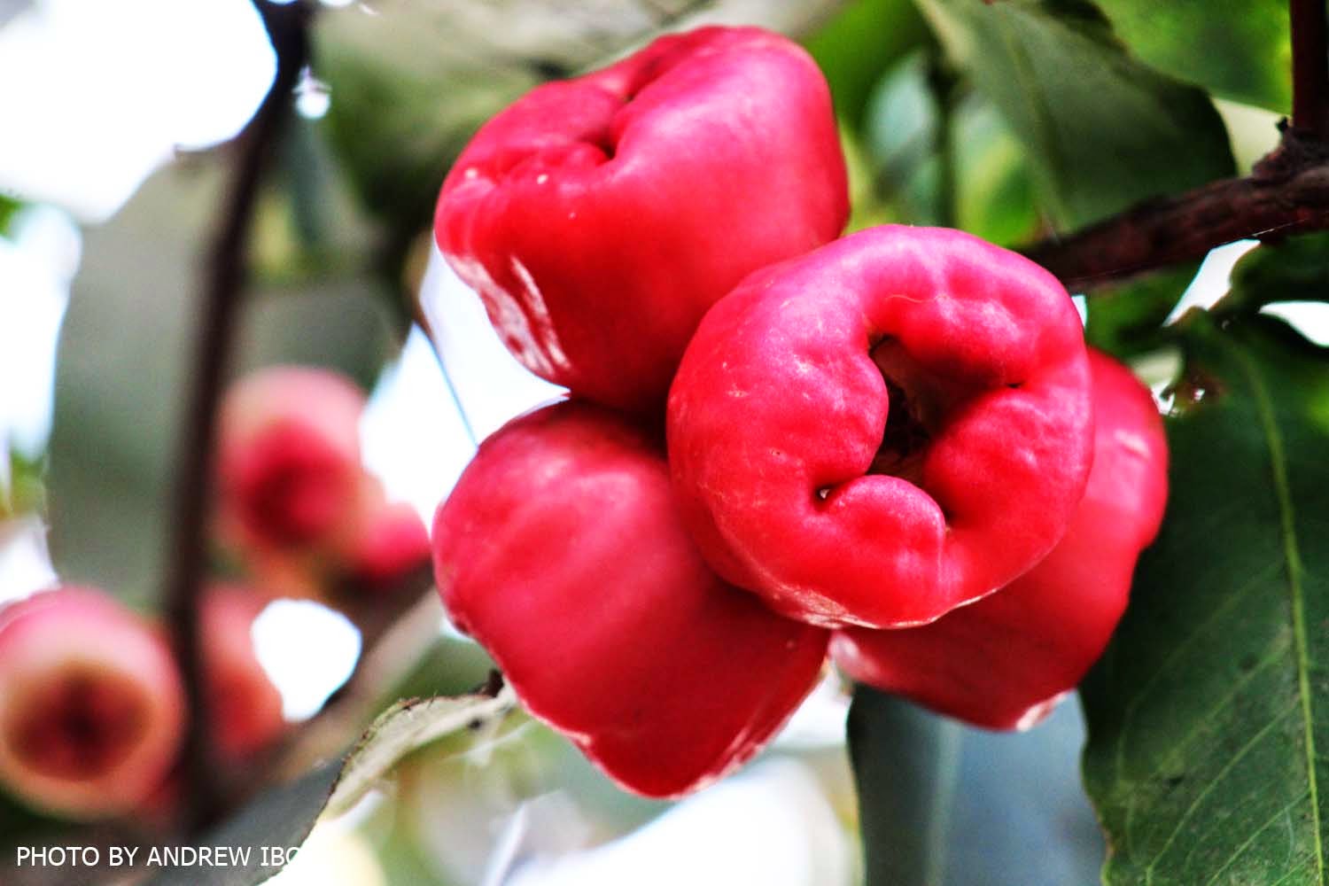 FILIPINO TUTORIAL: Fruits of the Philippines