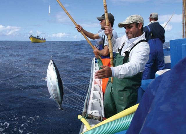 blog do cardume: Portugal - Pesca do atum nos Açores