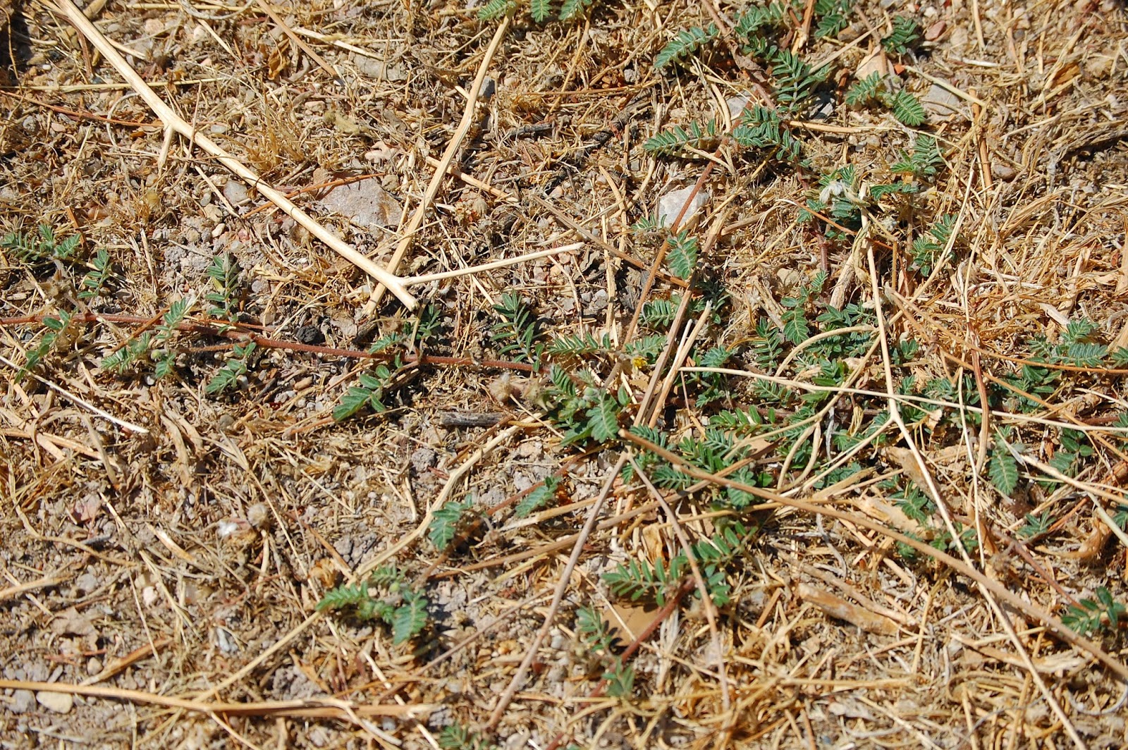 Go Tandem!: Info 3: abrojos y sistemas antipinchazos