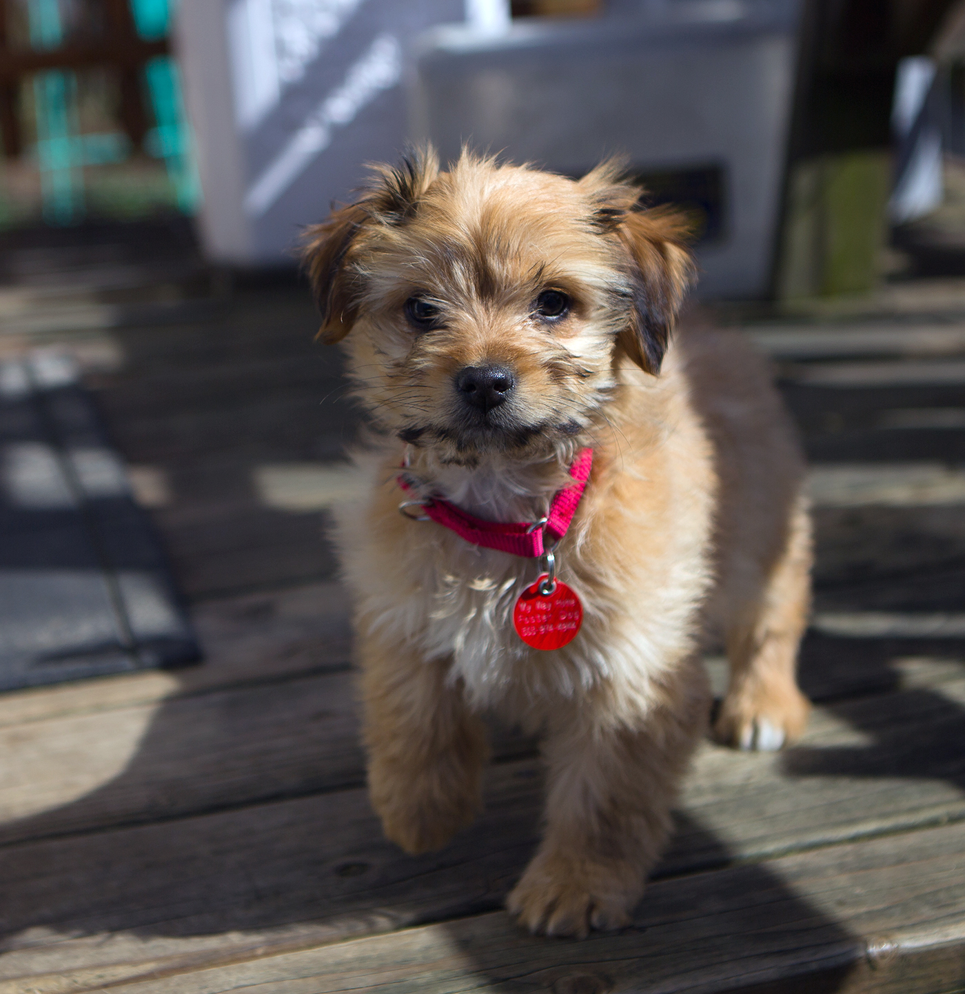 Shelter Dogs of Portland: "FOZZIE" "POPPY" "PAISLEY" "KERMIT" and ...