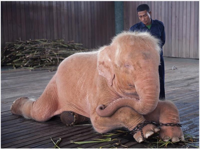 BLOG PROFESSOR ZEZINHO: Elefante branco