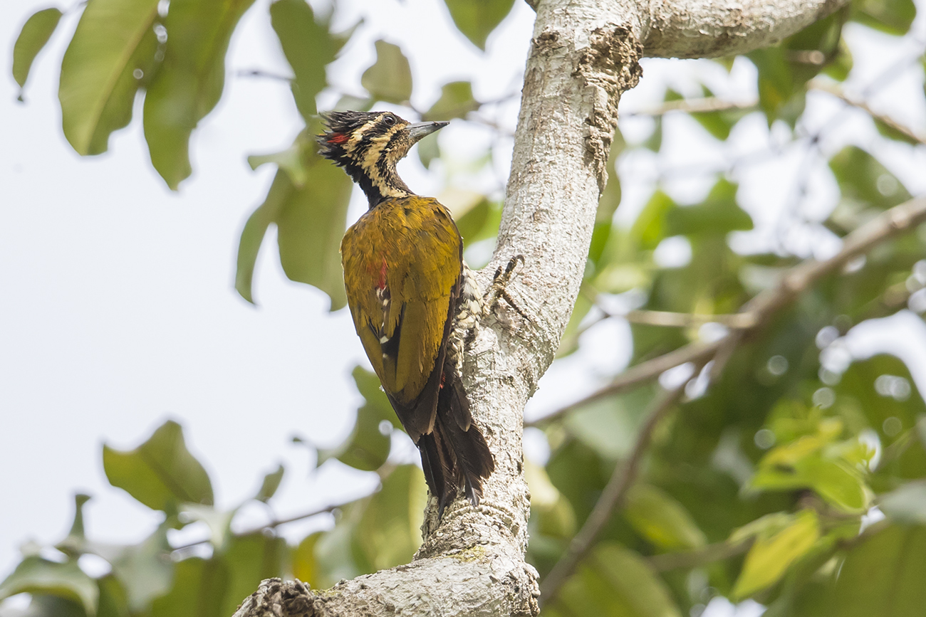 As The Crow Flies - a Hong Kong Birding Blog: Philippines - Palawan ...