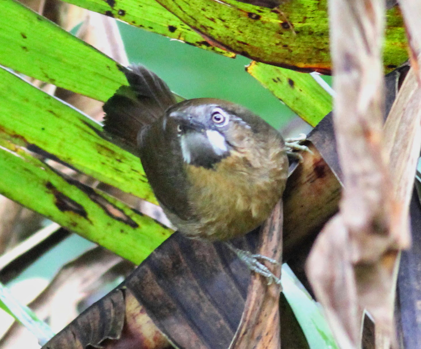 Ron-Nature-Adventures: Birds of Ulu Kali Mountain - May 2014