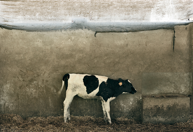 McGowan Design: [ moo cow moo ]