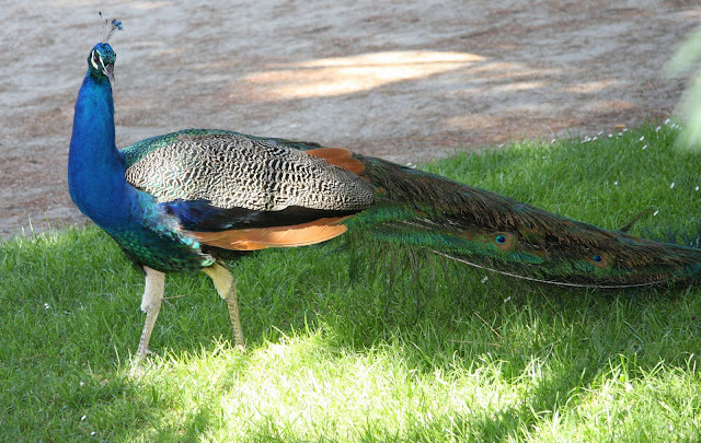 Madrid: Pavo Real