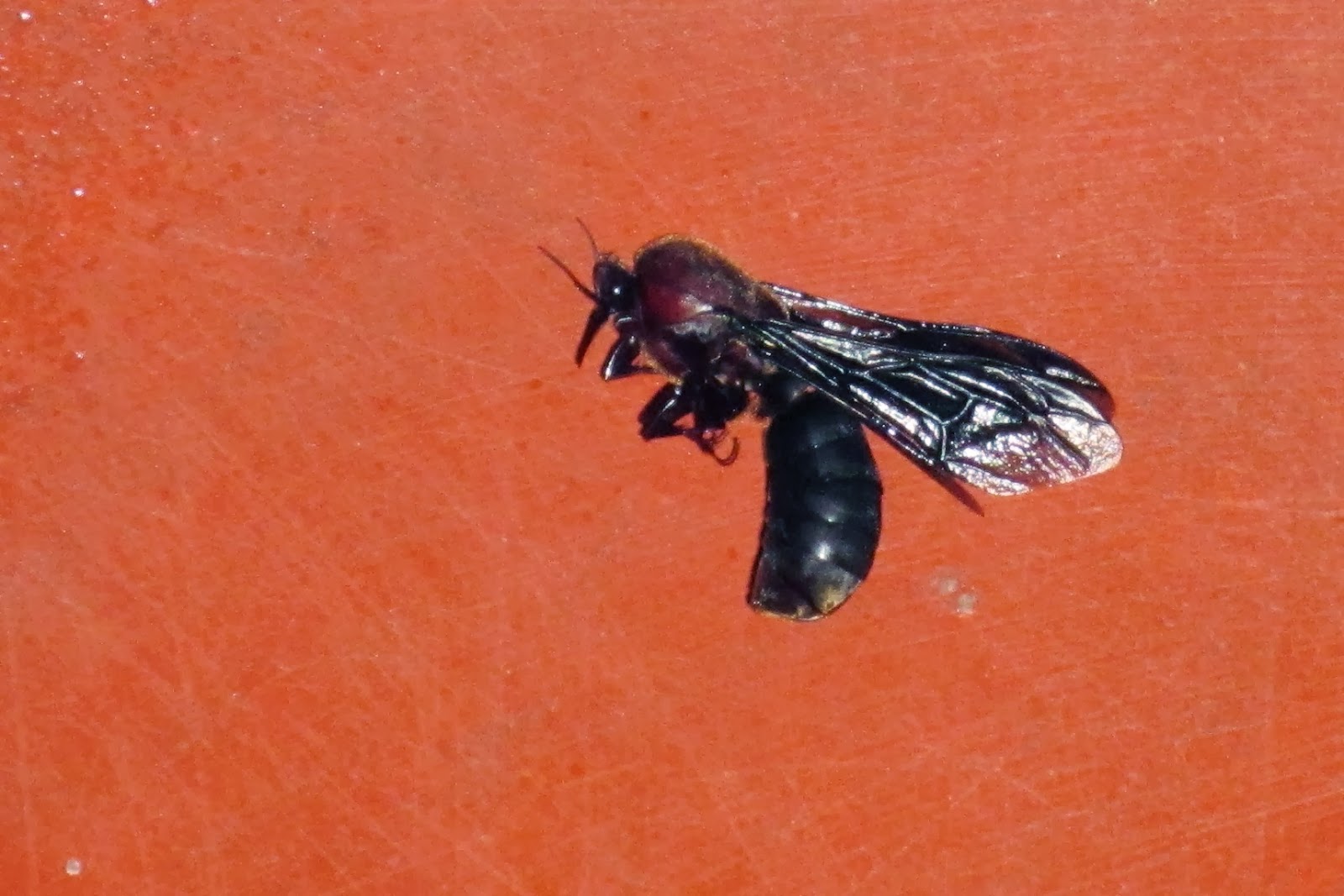 Word and Deed: entomology, herpetology, gastroenterology