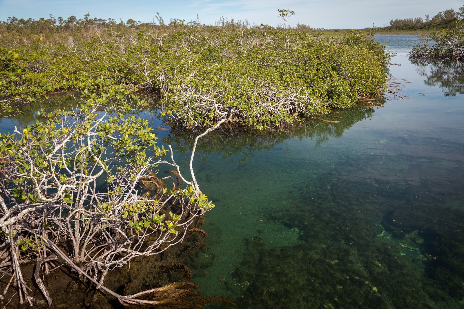 Grand Bahama - Island of Wild Beaches and Hurricanes - Explore the ...