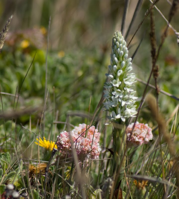 Barbara Rich Photography: Northern California Wildflowers and Native Plants