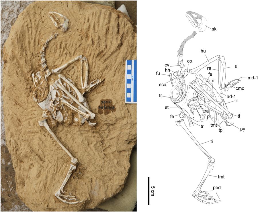 Raptormaniacs: New (Extinct) Maniraptors of 2018