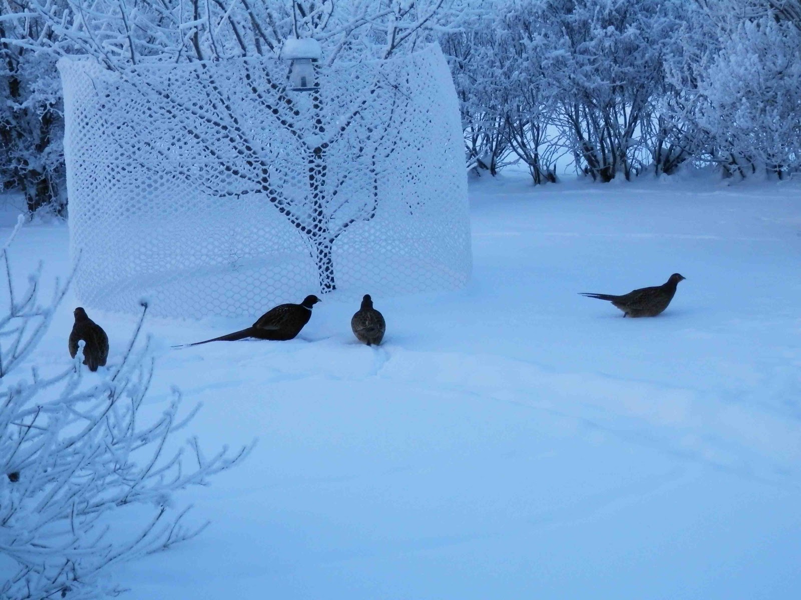 Nyt ois aikaa...: Pakkanen