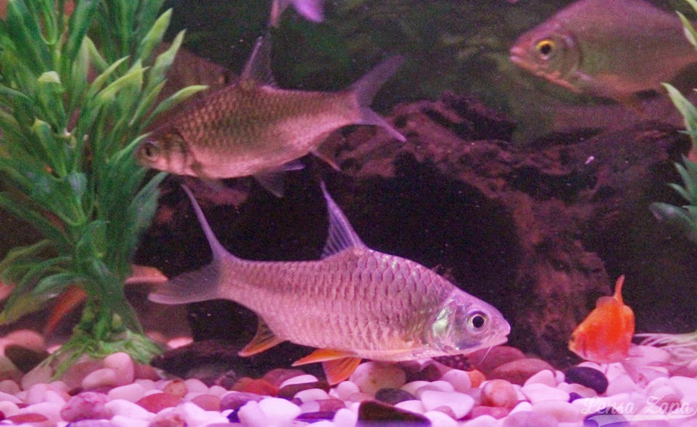 LENSA ZAPA: Ikan Kelah Merah, Sebarau, Jelawat, Krai Emas (Akuarium ...