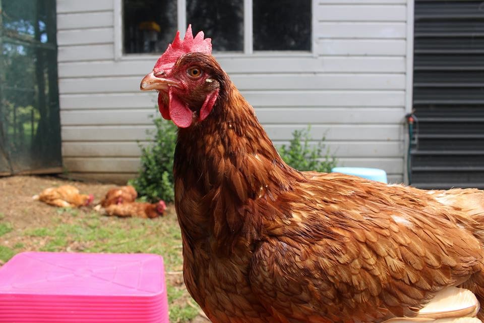 Keeping Chickens NZ: Typical chicken health problems in a nutshell