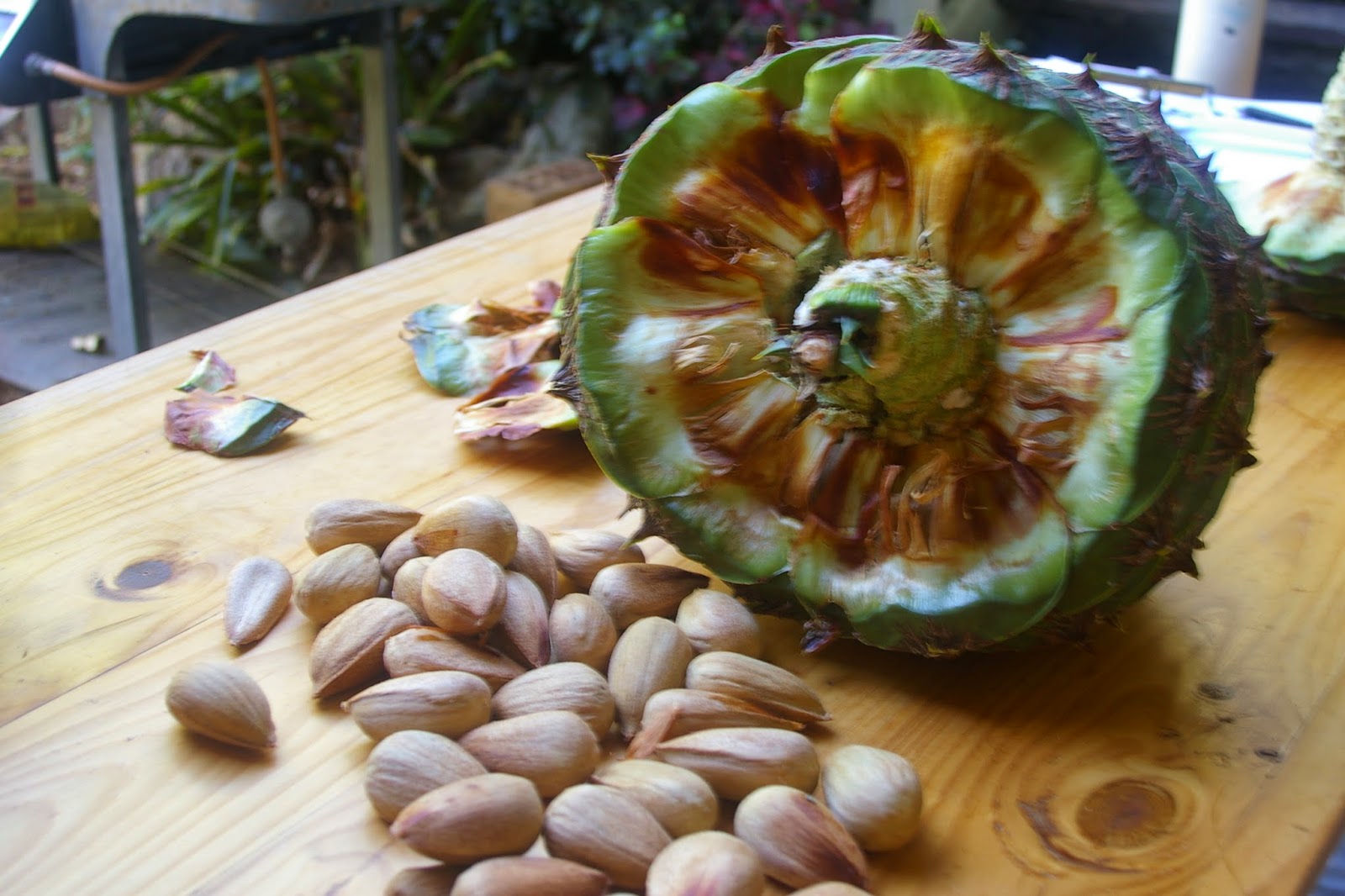 Bunya Nuts: collection and preparation!
