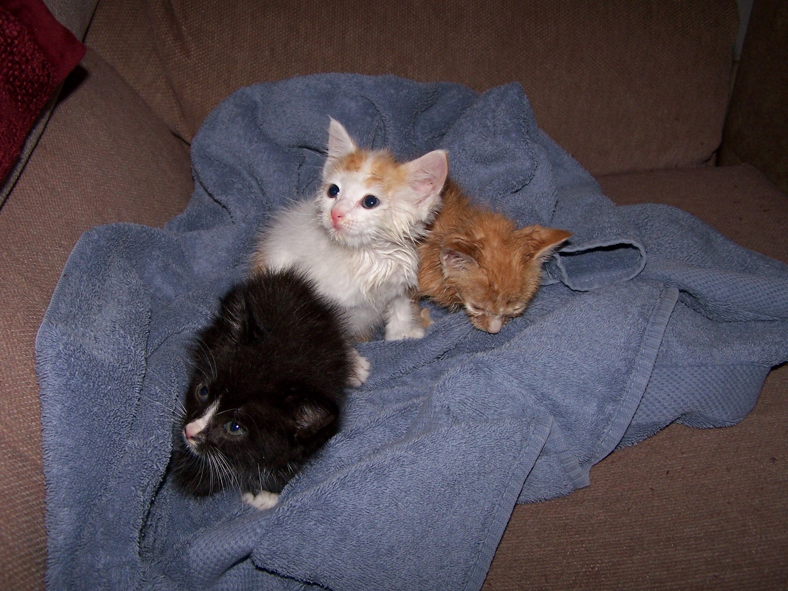 Pictures of baby kittens