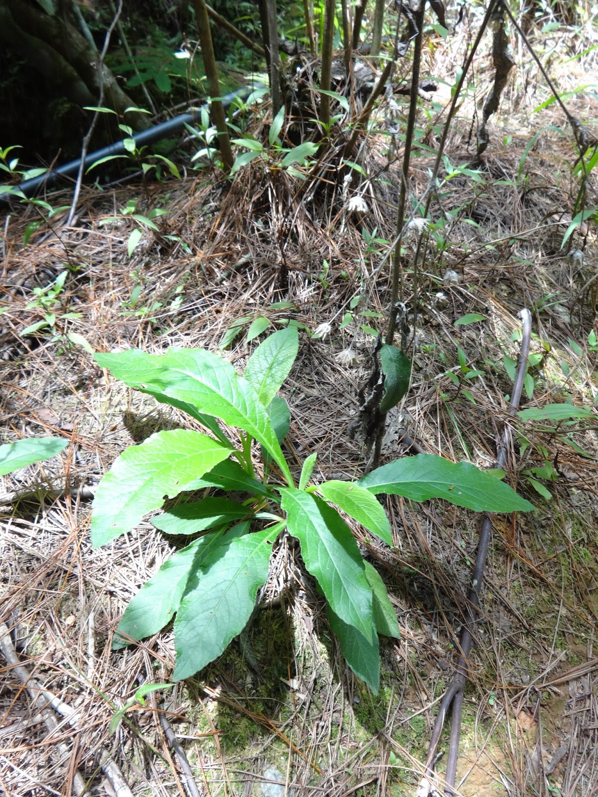 Herbs from Distant Lands: Elephantopus scaber, Elephantopus mollis ...