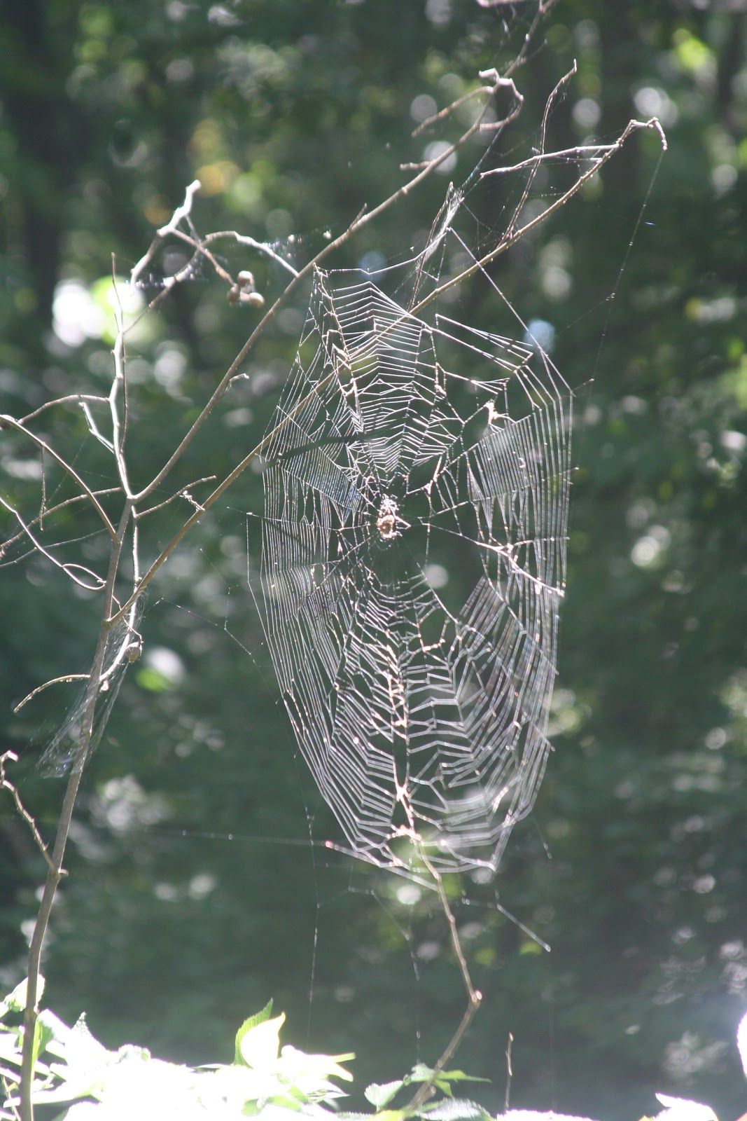 Liquid Triangle: Naturally Inspired: Structure of a Spider Web