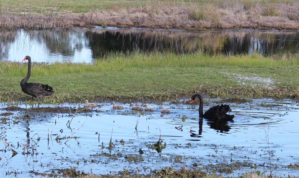 Kath Fries Studio: Bird life in the Wonga Wetlands