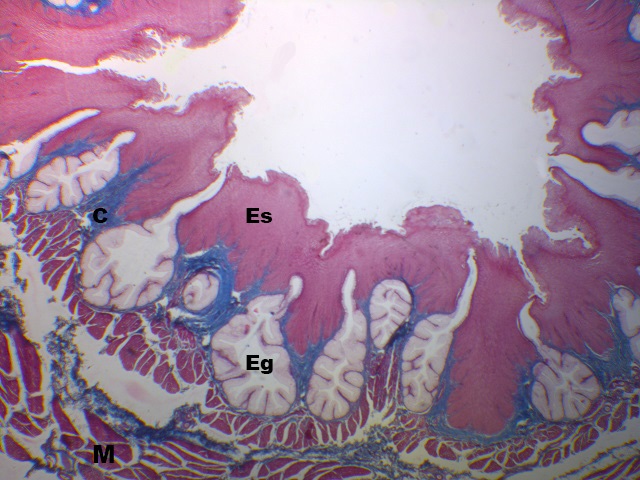 Manual interactivo de tejido epitelial: CUATRO TEJIDOS BÁSICOS EN ...