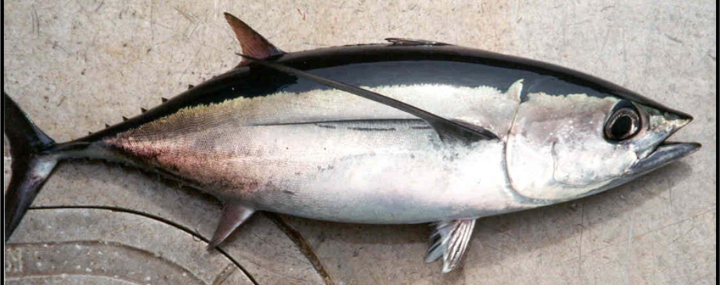 Under Water Animals: Albacore Fish