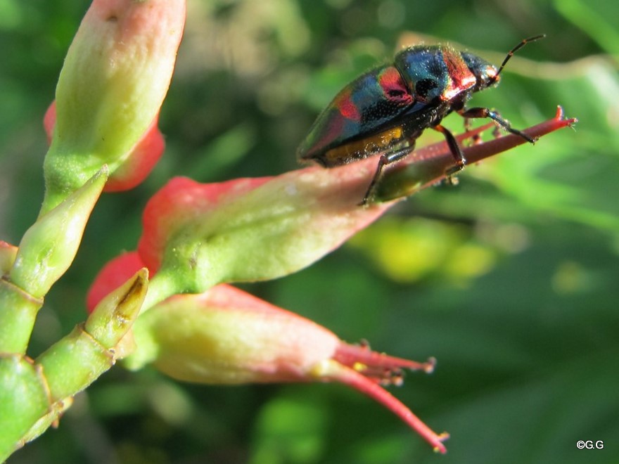 Nature Wonders Gershonized: Papua New Guinea collection of insects 9_2011
