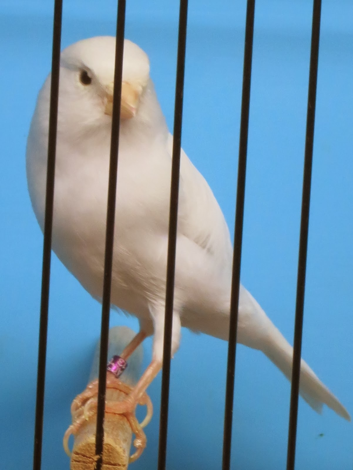 Canary Tales: More Lipochrome Winners Brampton Show