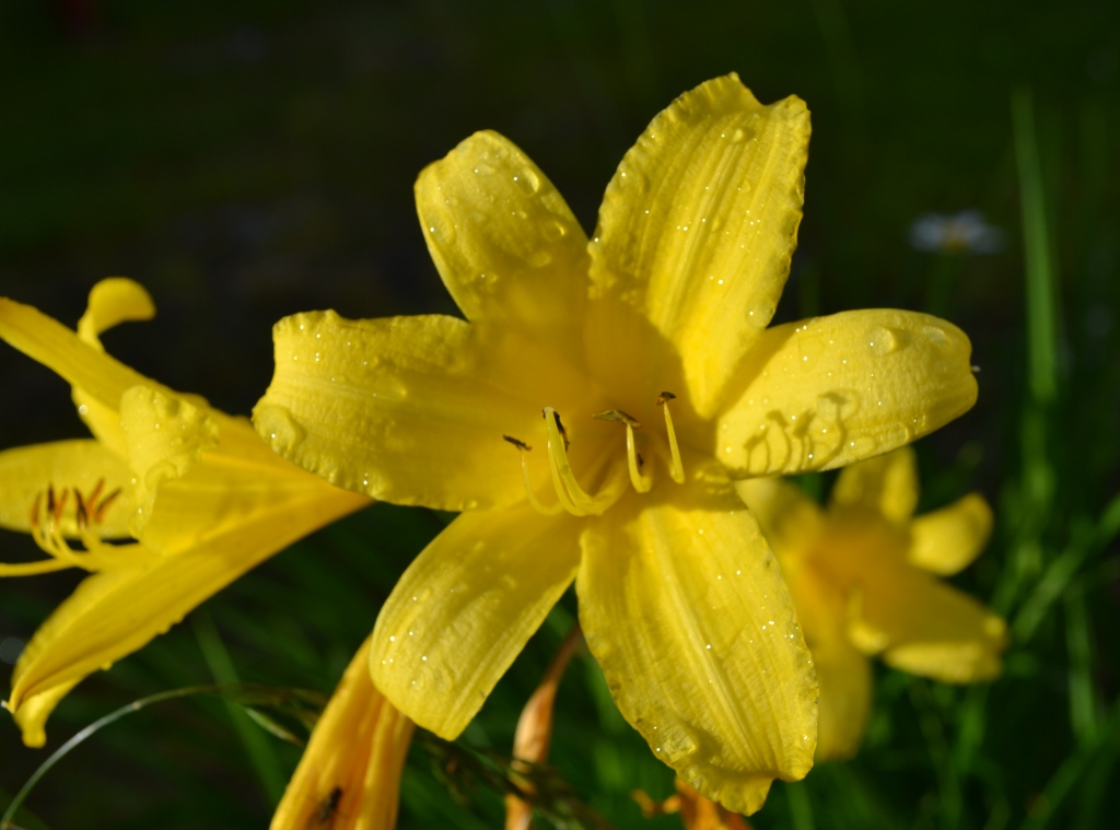 Den gamle skolen: Gult er kult