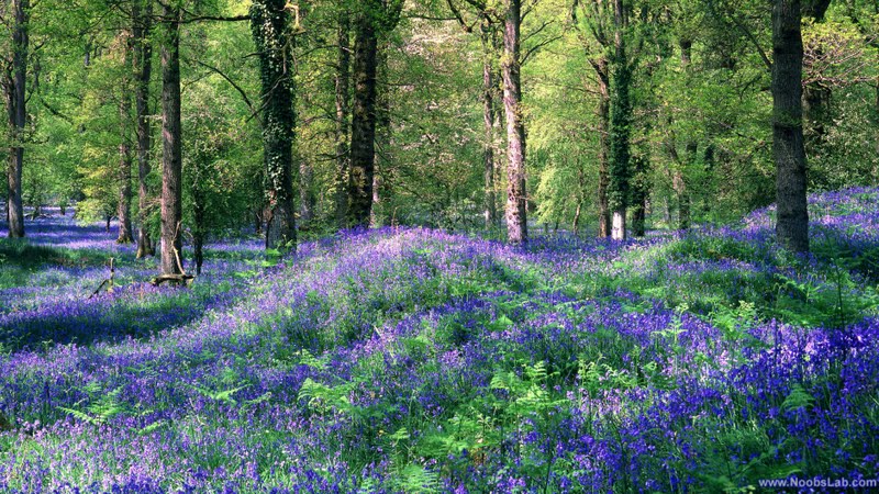 Best Webshots HD Wallpapers - NoobsLab | Eye on Digital World