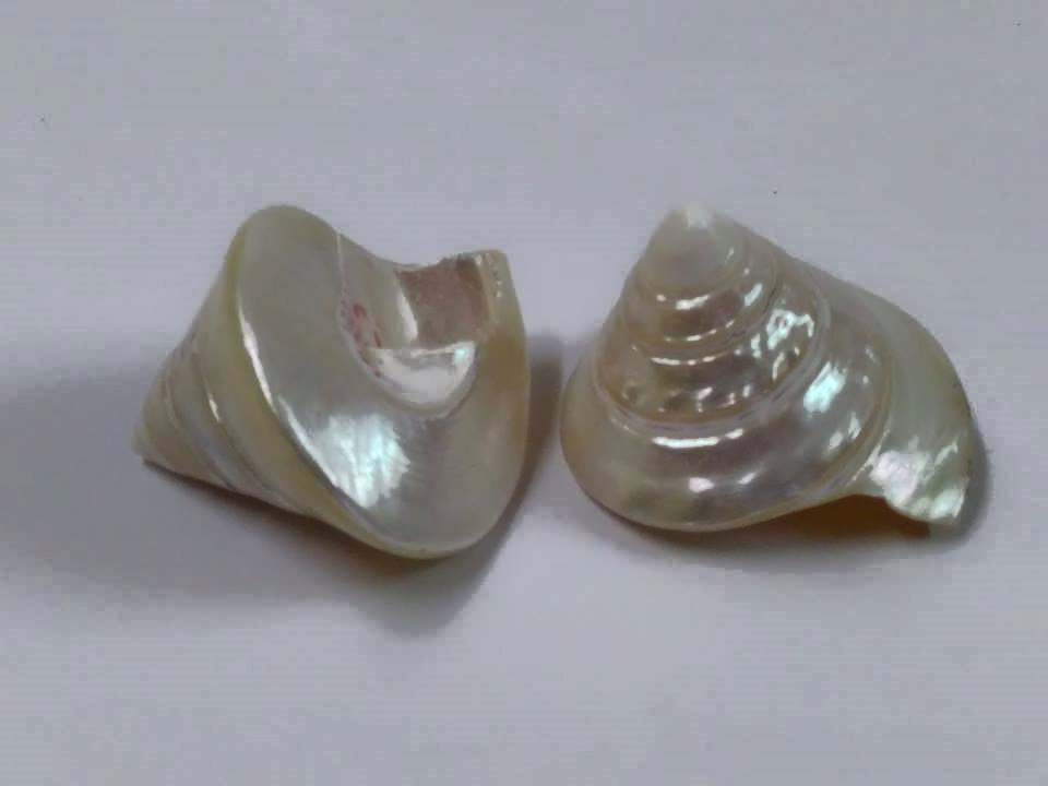 ஸ்ரீ மந்திரகாளி மந்திராலயம் : செல்வத்தை அள்ளித் தரும் முத்து சங்கு: