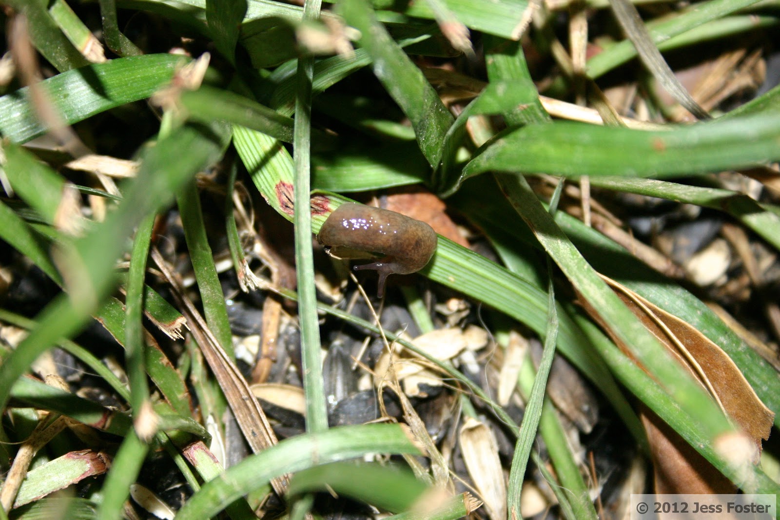 Sluggin' Along: More Marsh Slugs - Part 3