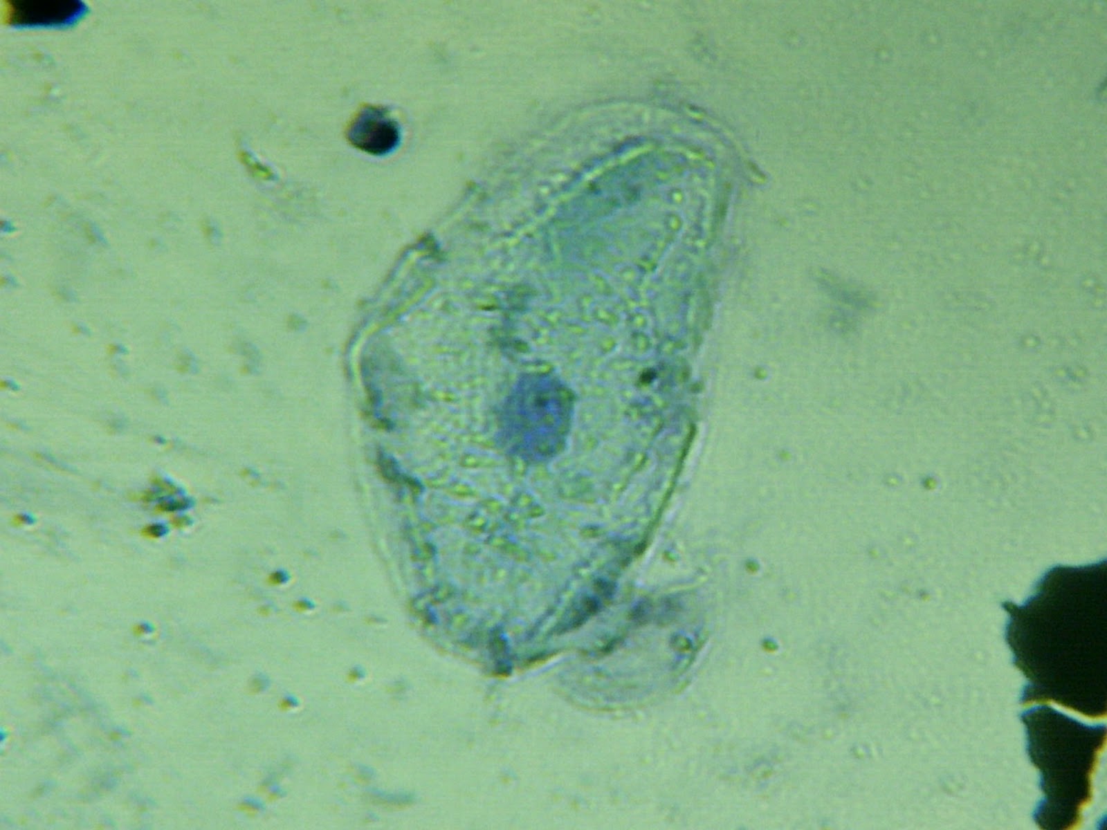 CIENCIAS JPL: CÉLULAS EPITELIO BUCAL