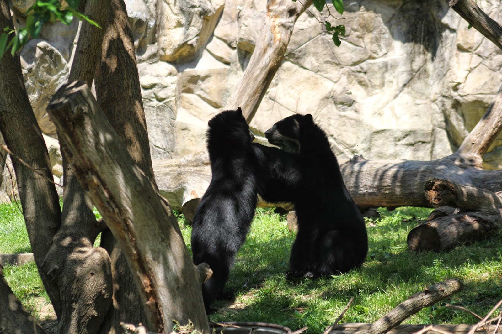 Love Joy And Peas Dancing Andean Bear Cubs