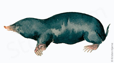 Værksted, Natur og Teknik: Dyr