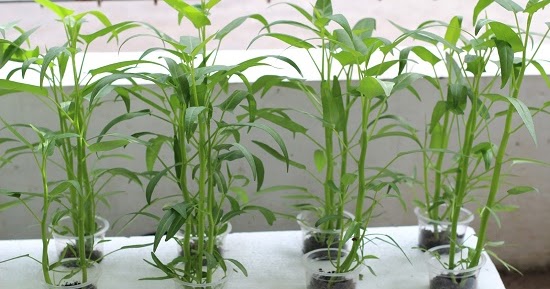 Cara Menanam Kangkung Hidroponik Secara Sederhana - slosa