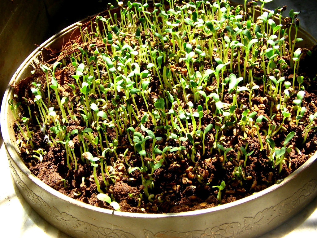 AnnaParabrahma: Growing Methi
