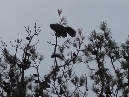 Going Grey and Slightly Green: My little part of Australia