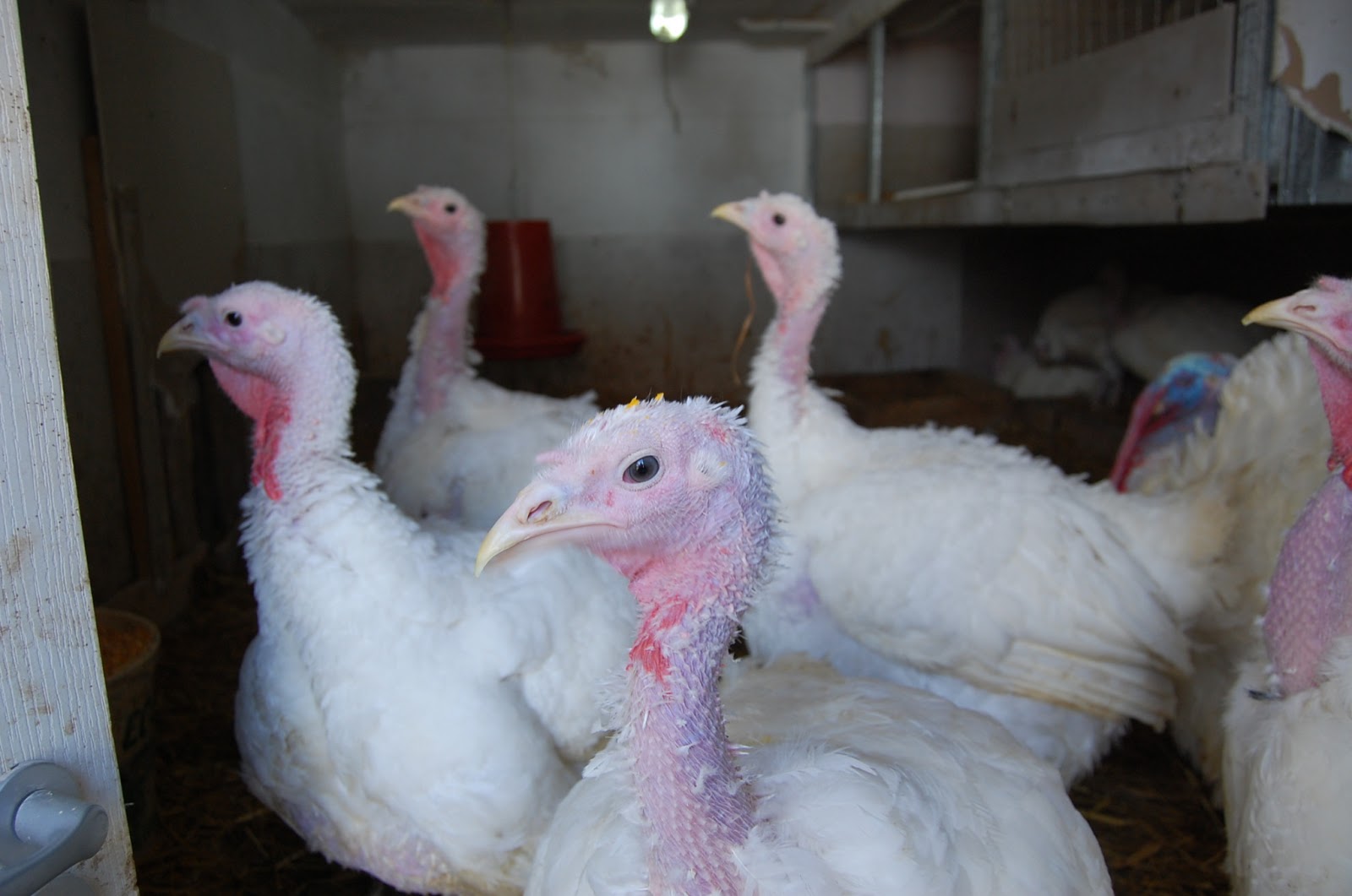 Miniferma de Curcani