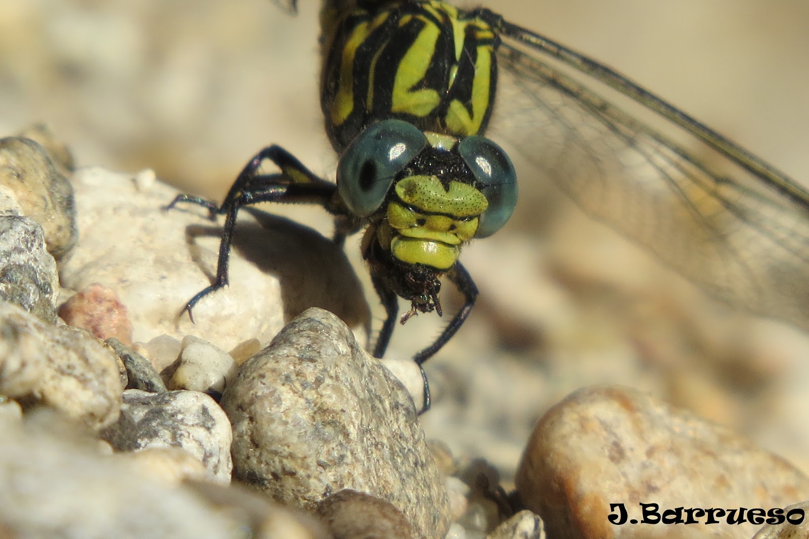 De paseo por la naturaleza: Gomphus graslinii de caza