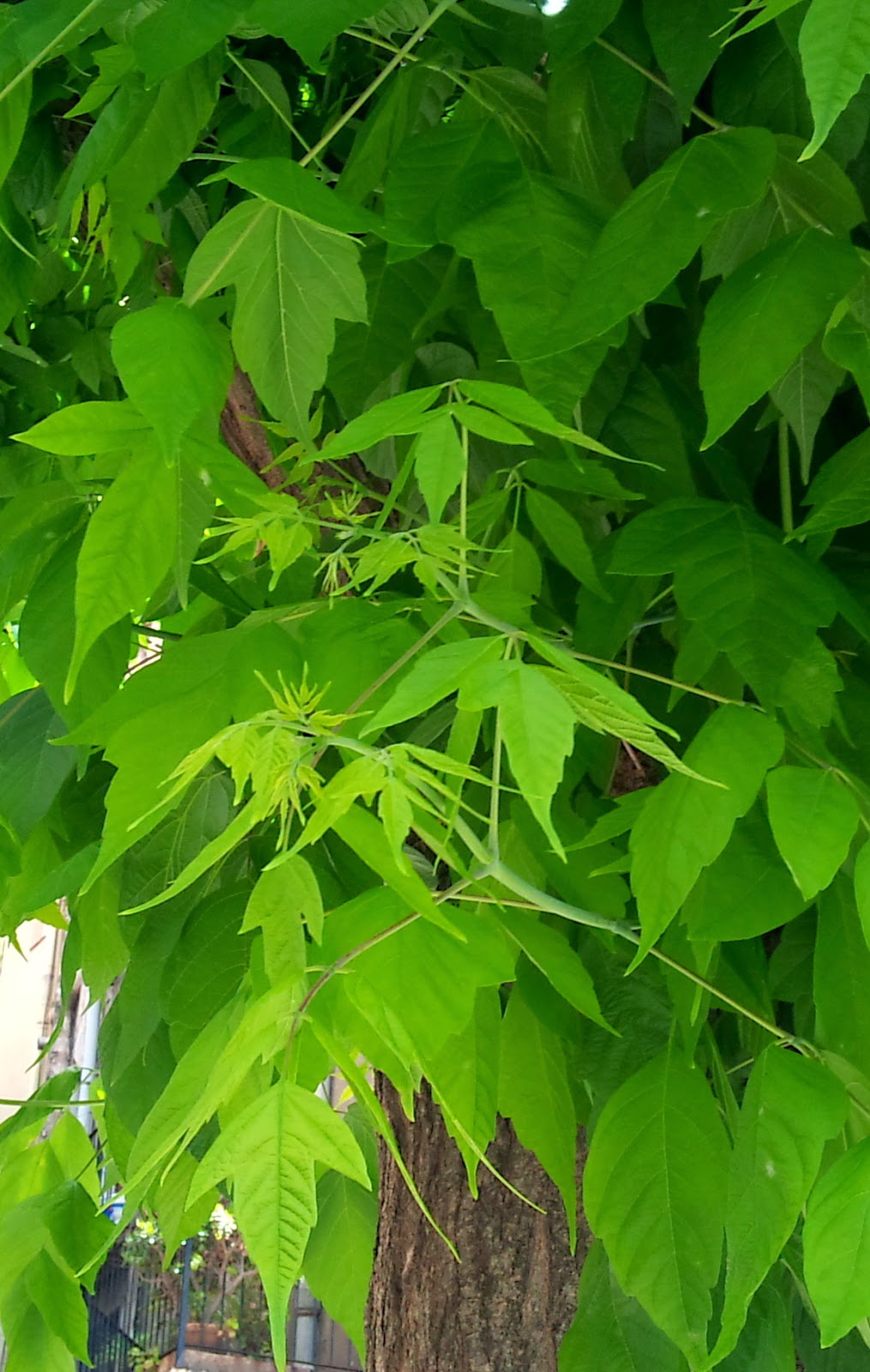 Árboles con alma: Negundo. Arce americano. Bordo. (Acer negundo)