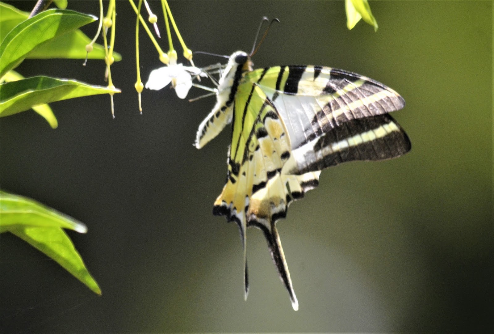 The Kambatik Park, Bintulu.: A beautiful Papillionidae species - Arisbe ...