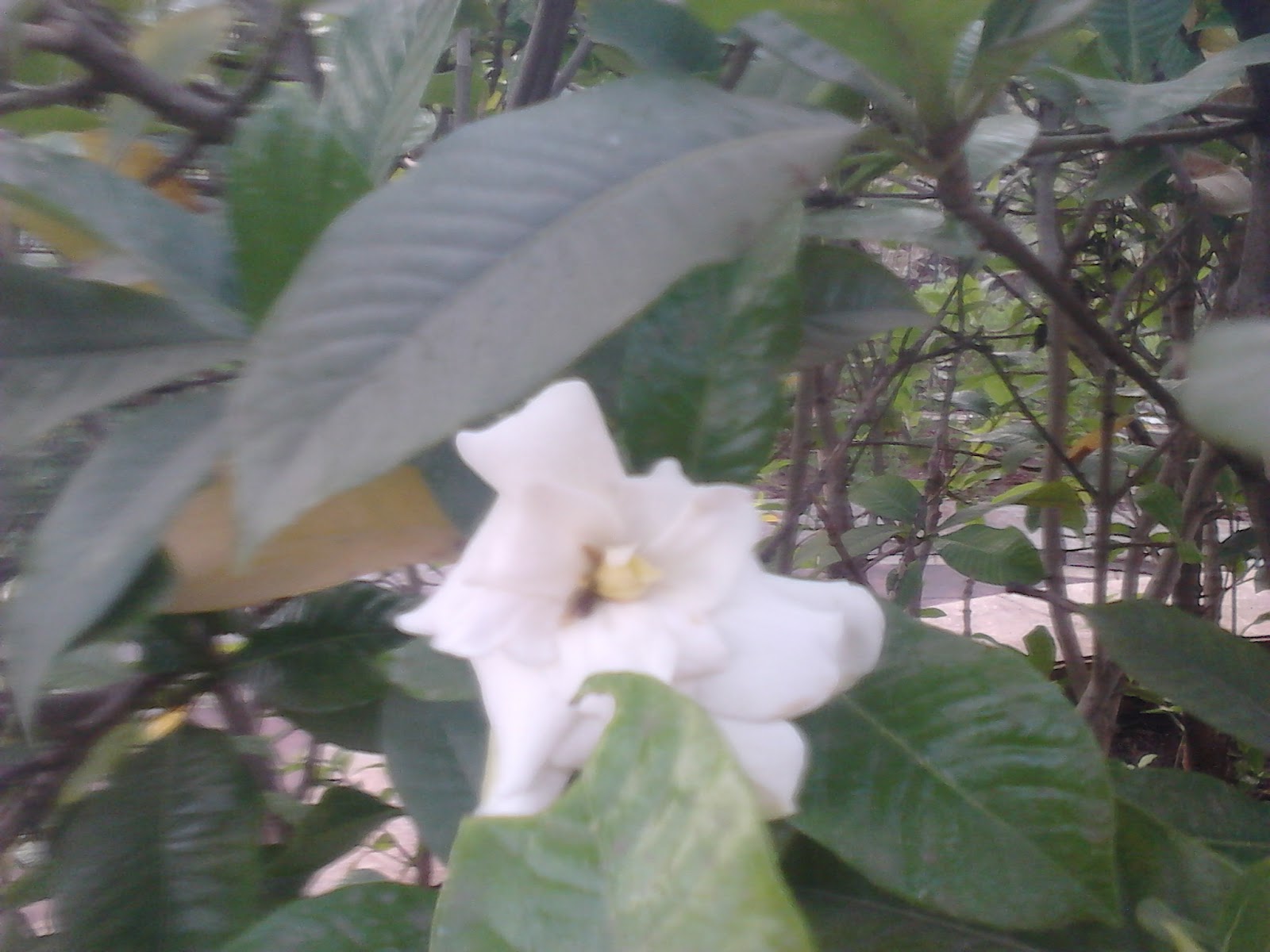 Garden Care Simplified: The Flowering of Fragrant Anant plant