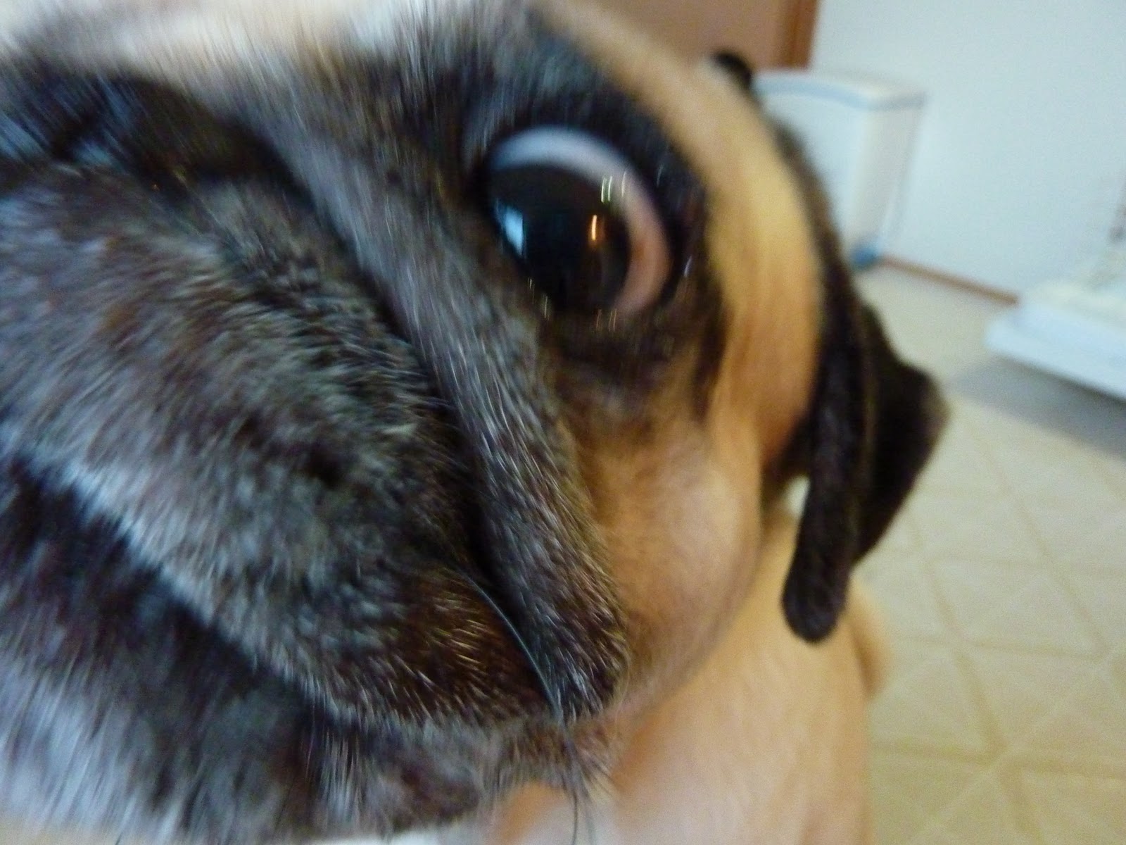 Lil Smug Pug: Happy Thanksgiving!