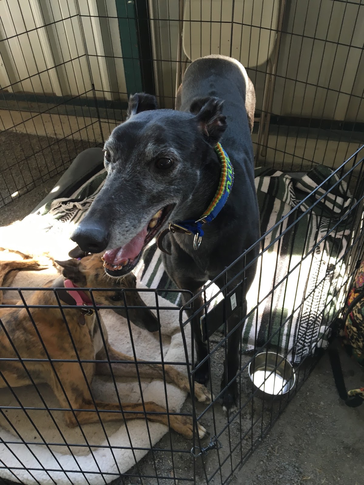Dog digestion and feeding – The Greyhounds' Yarn