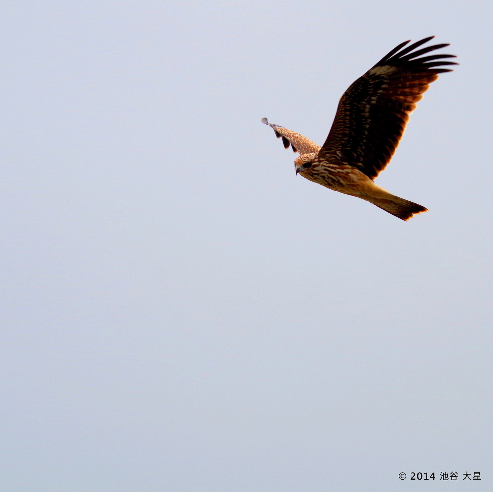 Pix4Japan: Japanese Tobi Raptor and Egret
