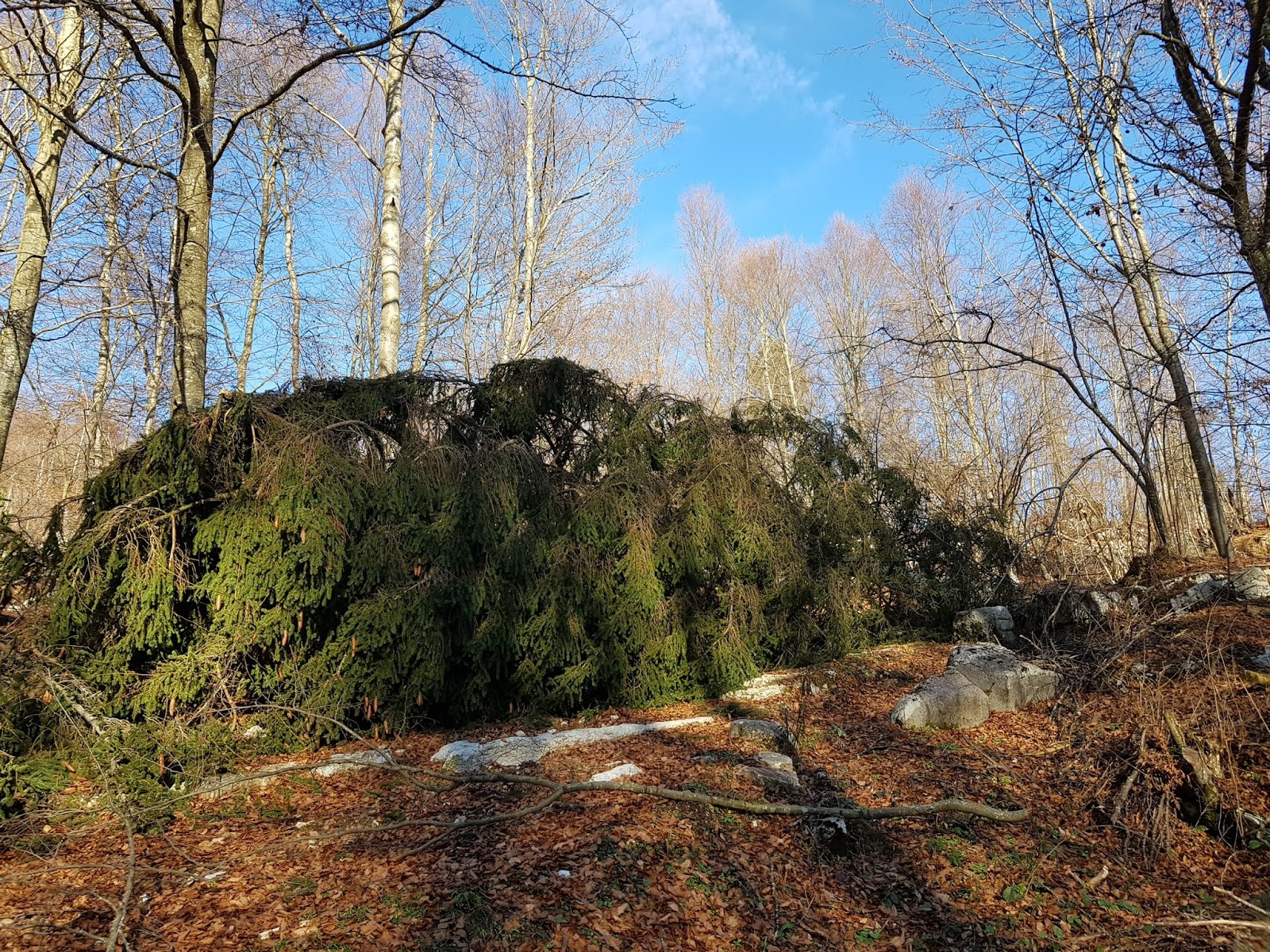 Su strade e sentieri: COL D'ASTIAGO (m. 1.241) - SENTIERO DEL VU - Val ...