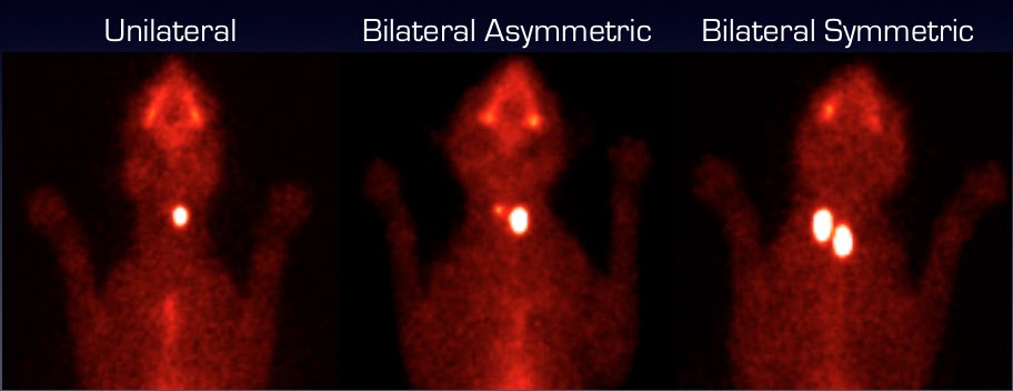 Animal Endocrine Clinic: Thyroid Imaging for Preoperative Staging of ...