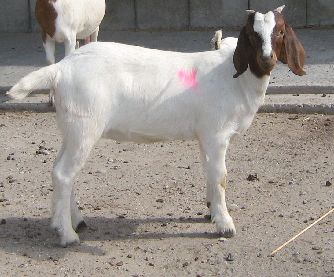 Cabras boer: Sementales y cabras Boer en Rancho Montero