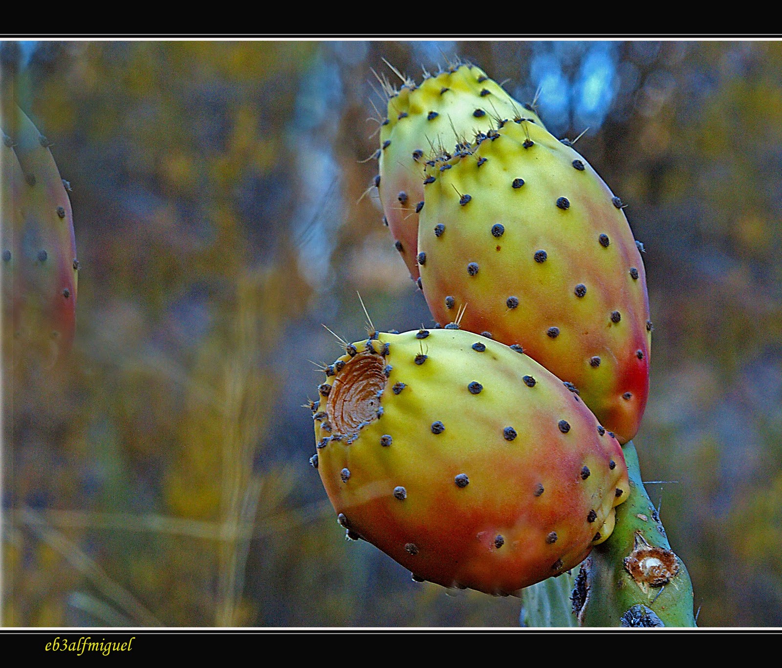 Miguel fotografia: Chumbera ( Opuntia maxima Mill)