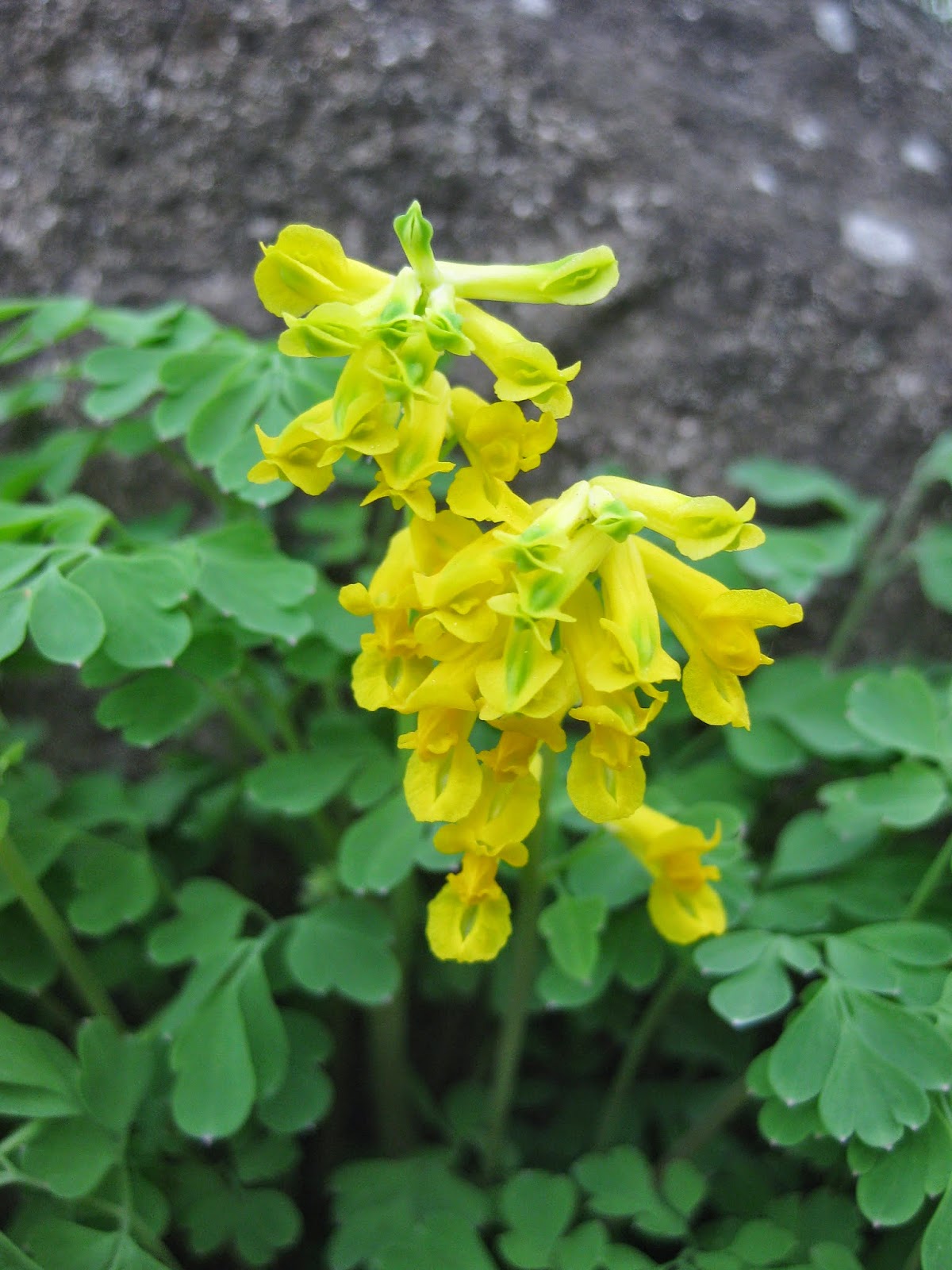 Rotary Botanical Gardens - Hort Blog: Yellow Fumitory (Corydalis lutea)