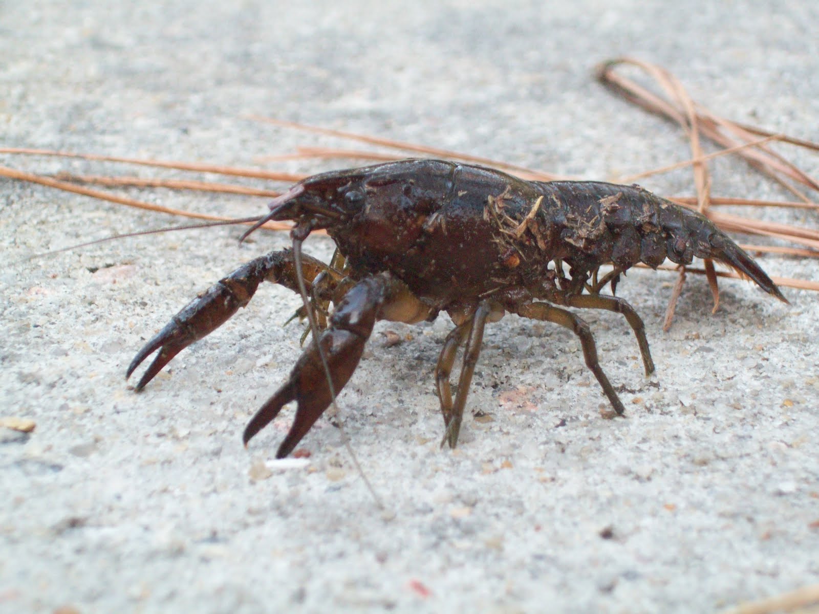 Life in the Boro: Giant Lobster Attacks the Boro!