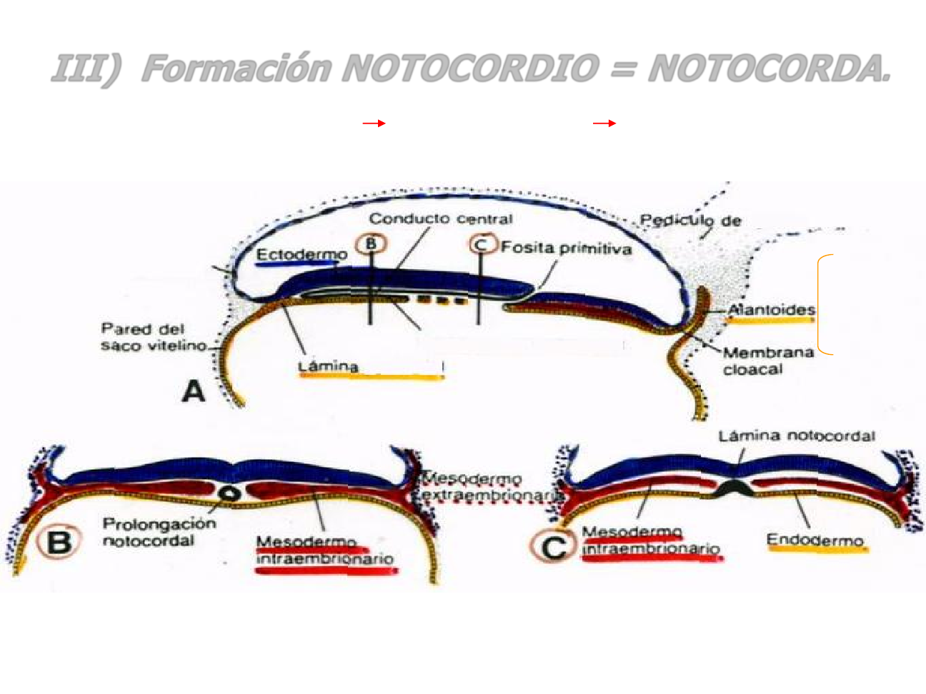 embriologia - Mind42